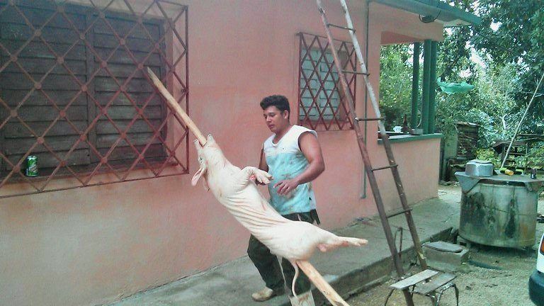 Cuban pig roast, traditional lechon asado recipe (12) ⋆ Best Cuba And ...