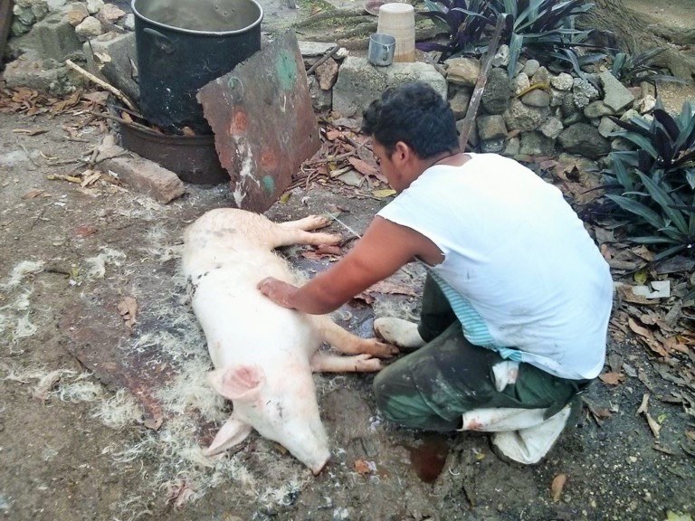 Cuban Pig Roast - Authentic Cuban Lechon Asado ⋆ Best Cuba And Havana ...